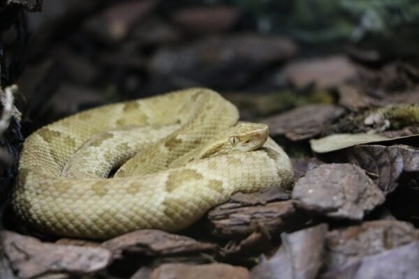 Snake Island: The World’s Most Venomous Island - Isle Keys