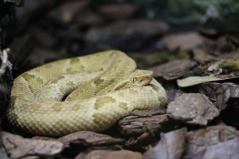 Snake Island: The World’s Most Venomous Island - Isle Keys