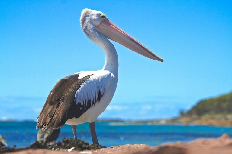 15 Things To Do In Bokeelia Island - Isle Keys