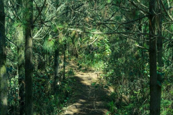 10 Incredible Things to Know about the Forbidden North Sentinel Island ...