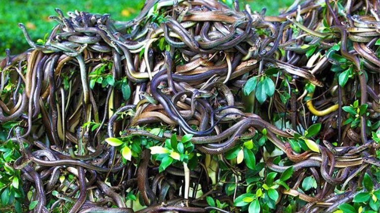 Snake Island: The World’s Most Venomous Island - Isle Keys