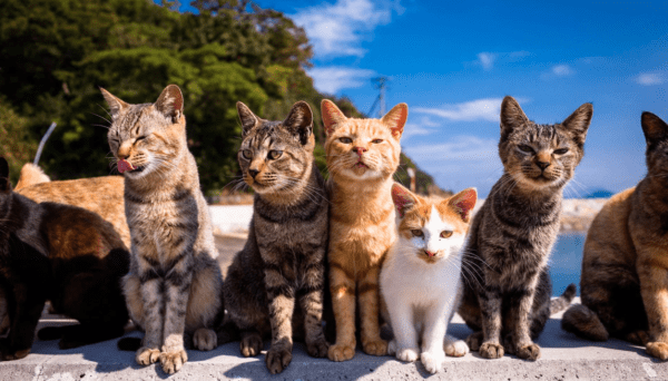 Cat Island: Your Ultimate Guide to Exploring Japan's Aoshima - Isle Keys