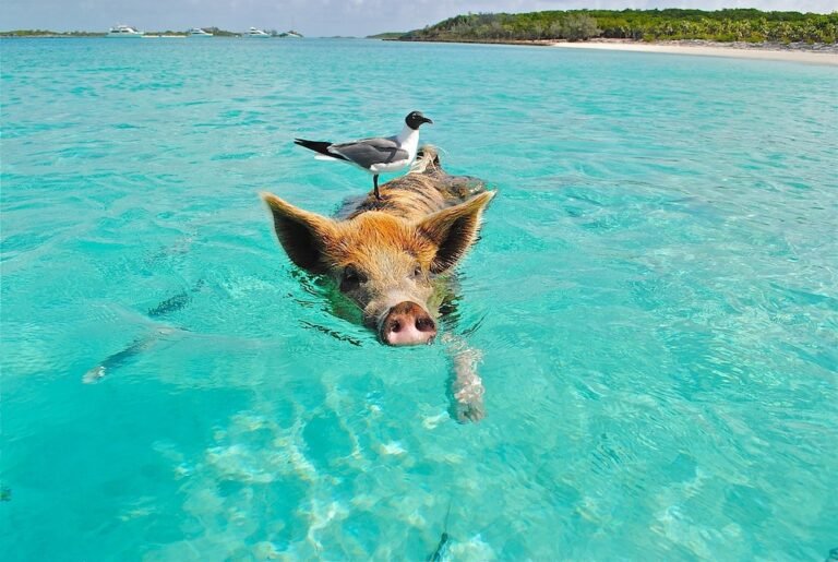 Everything to Know about Pig Beach Island in the Bahamas - Isle Keys