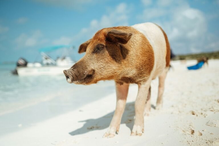Everything to Know about Pig Beach Island in the Bahamas - Isle Keys